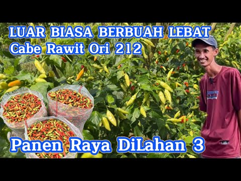 PANEN RAYA CABE RAWIT ORI 212 : HASIL MAKSIMAL