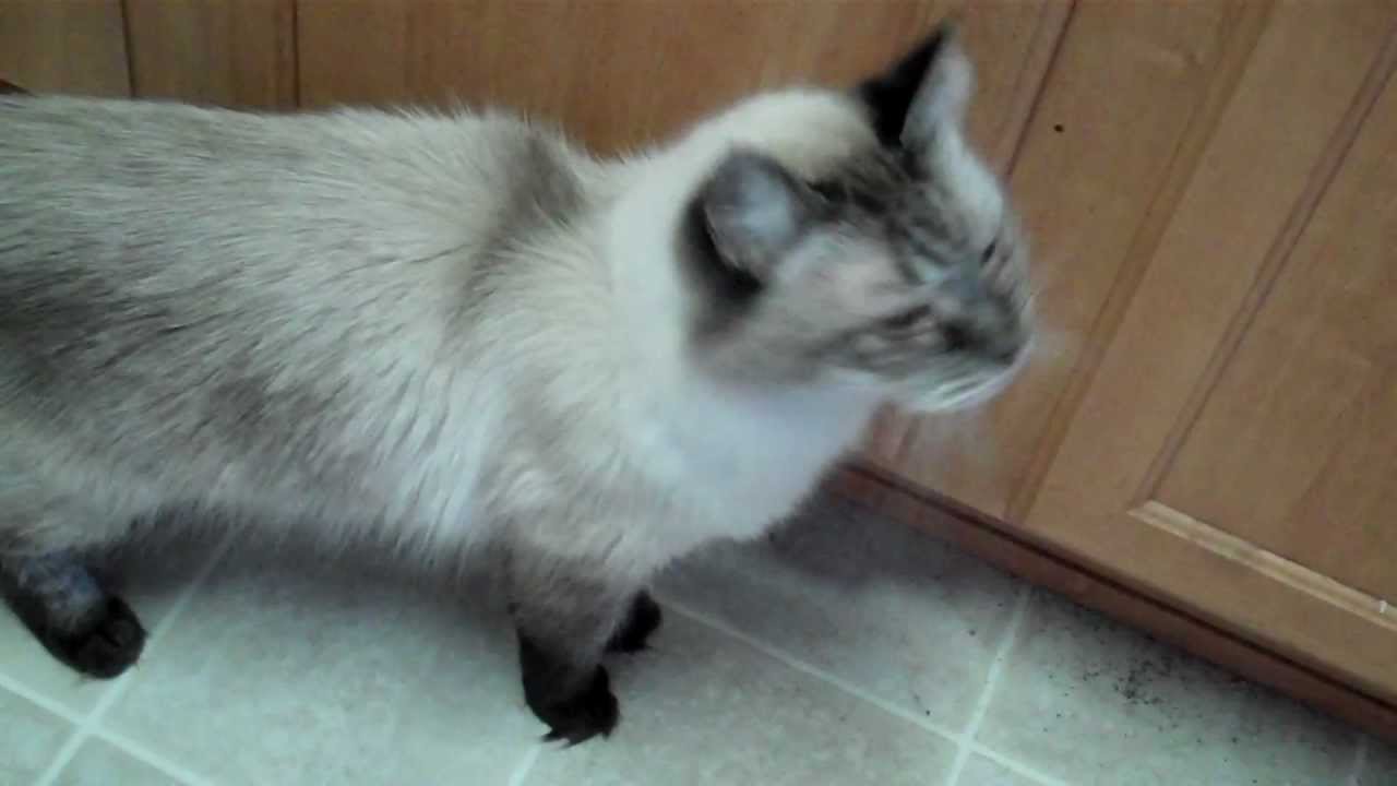The Walking Dead Cat! - YouTube