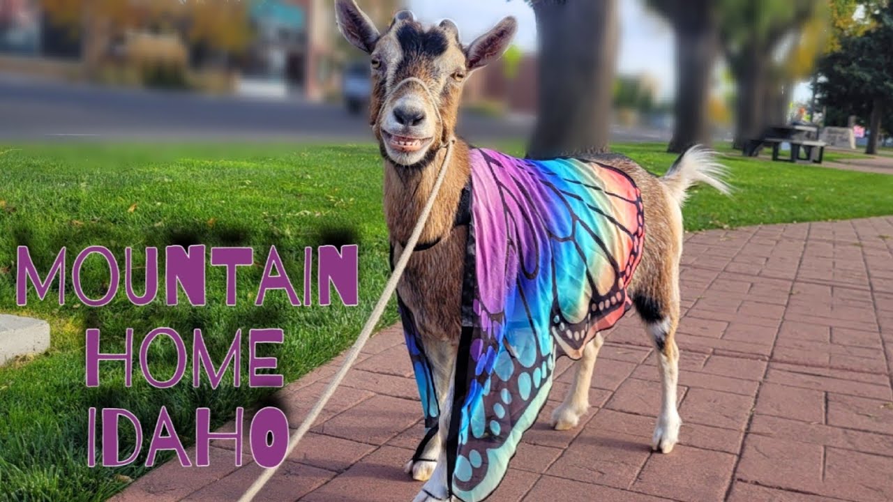 Goat'a flies and Murals... Mountain Home Idaho - YouTube