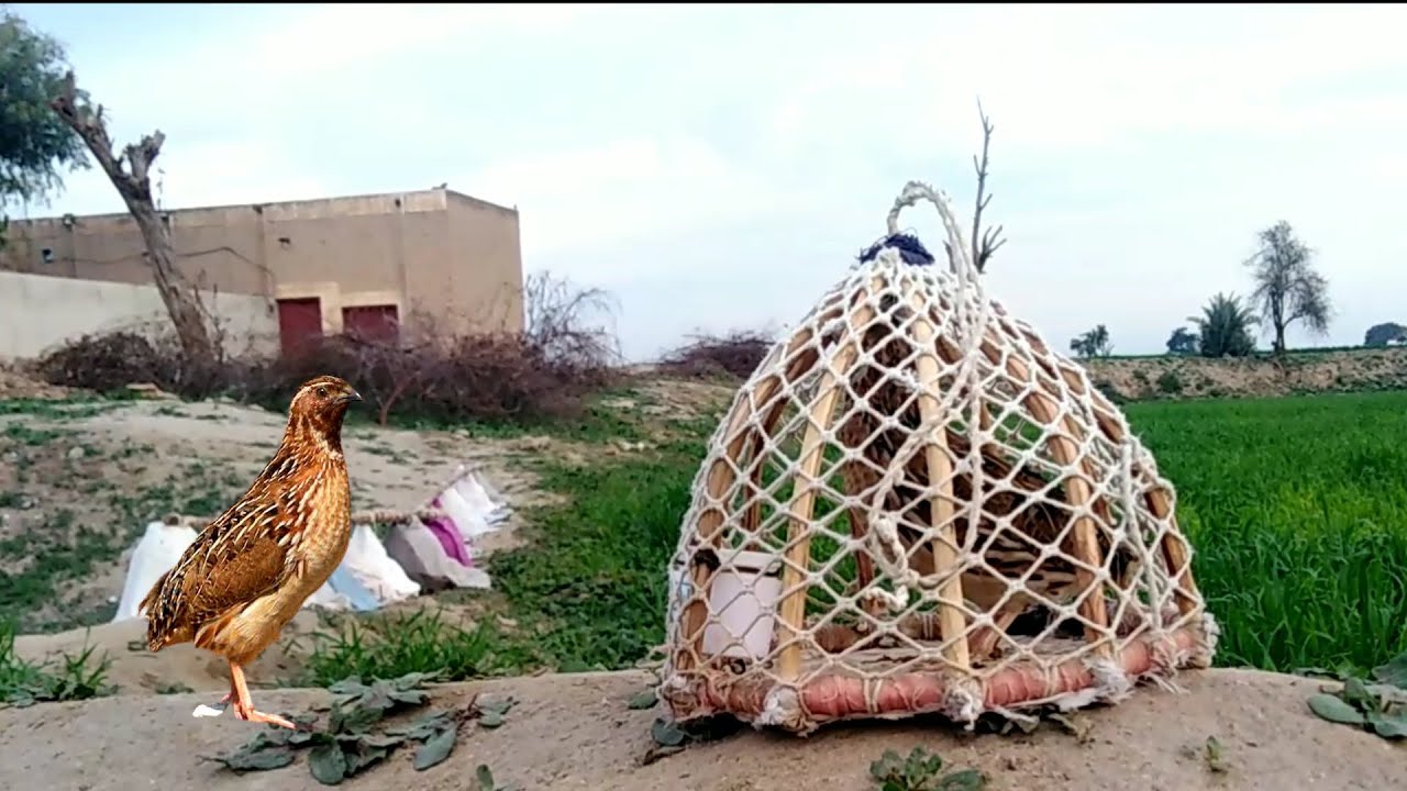 Batair ki awaz | batair awaz | batair bolara | quail sound | common ...