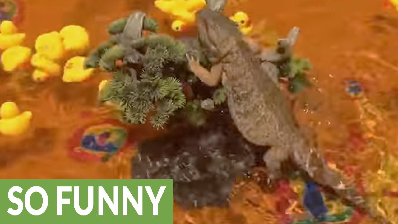 Bearded dragon enjoys swim in kiddie pool - YouTube