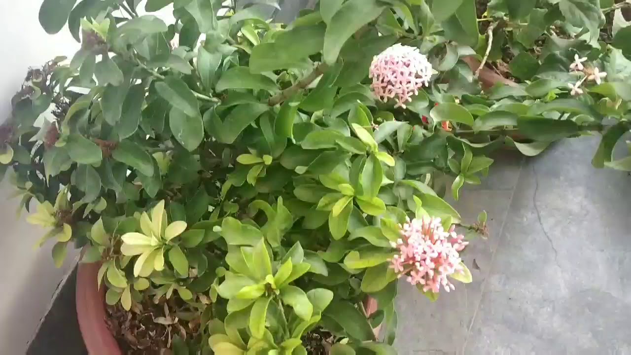 Karpooravalli rasam/ Omavalli rasam / Healthy rasam - YouTube