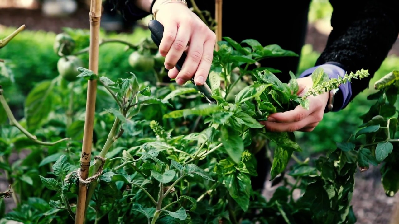 #nyumoment: Urban Farm Lab - YouTube