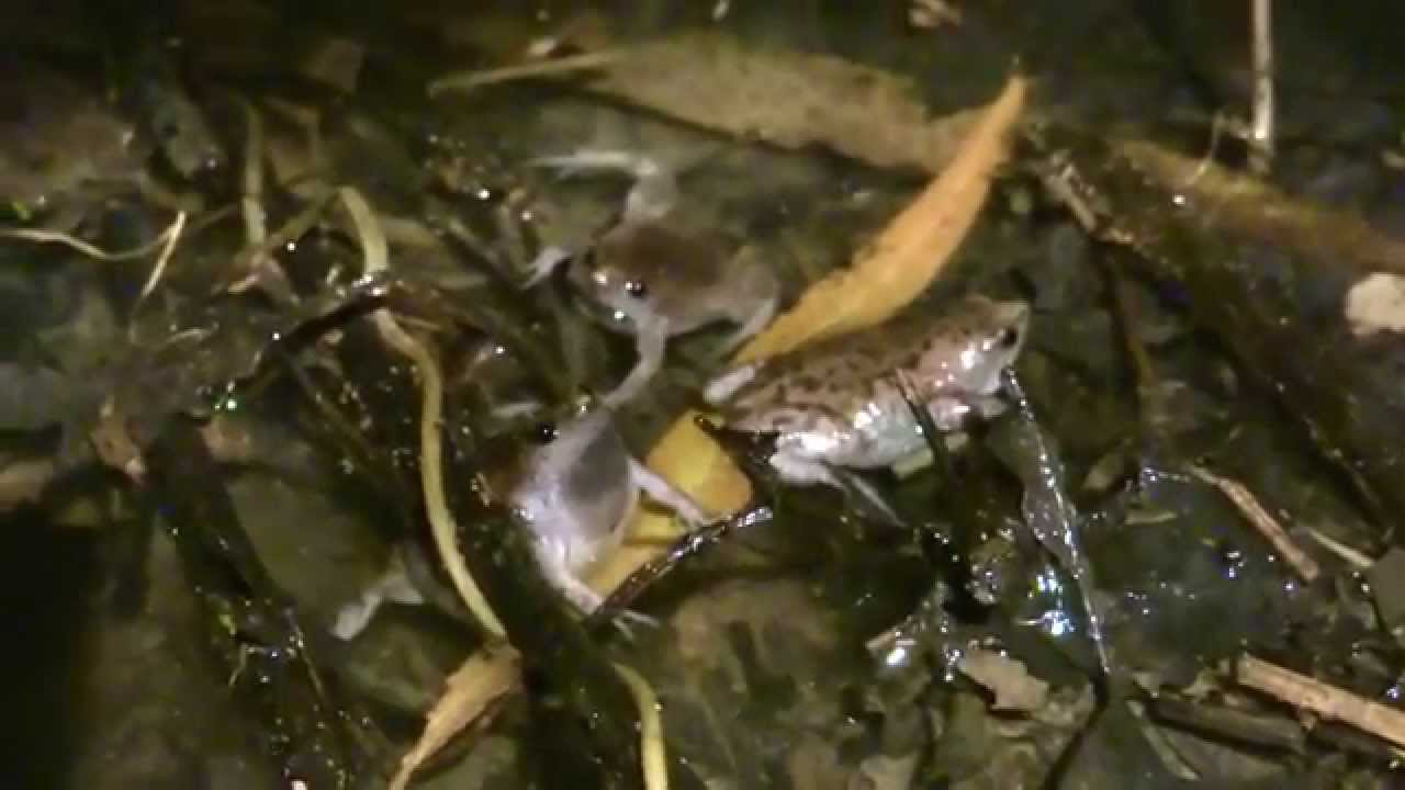 Calling male Eastern Narrow-mouthed Toad, Gastrophryne carolinensis ...