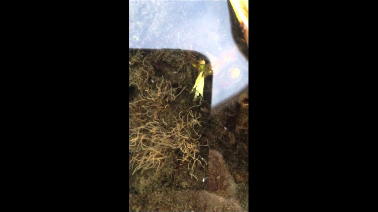 Koi Pond Worms - YouTube