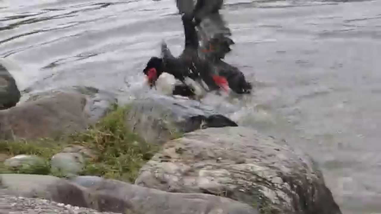 Two Muscovy Ducks Fighting - YouTube