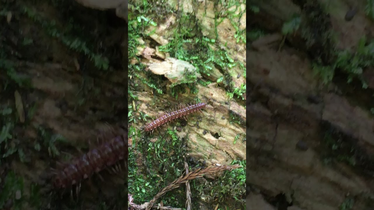 Scolopocryptops Centipedes - Humboldt Redwoods State Park - Avenue Of ...