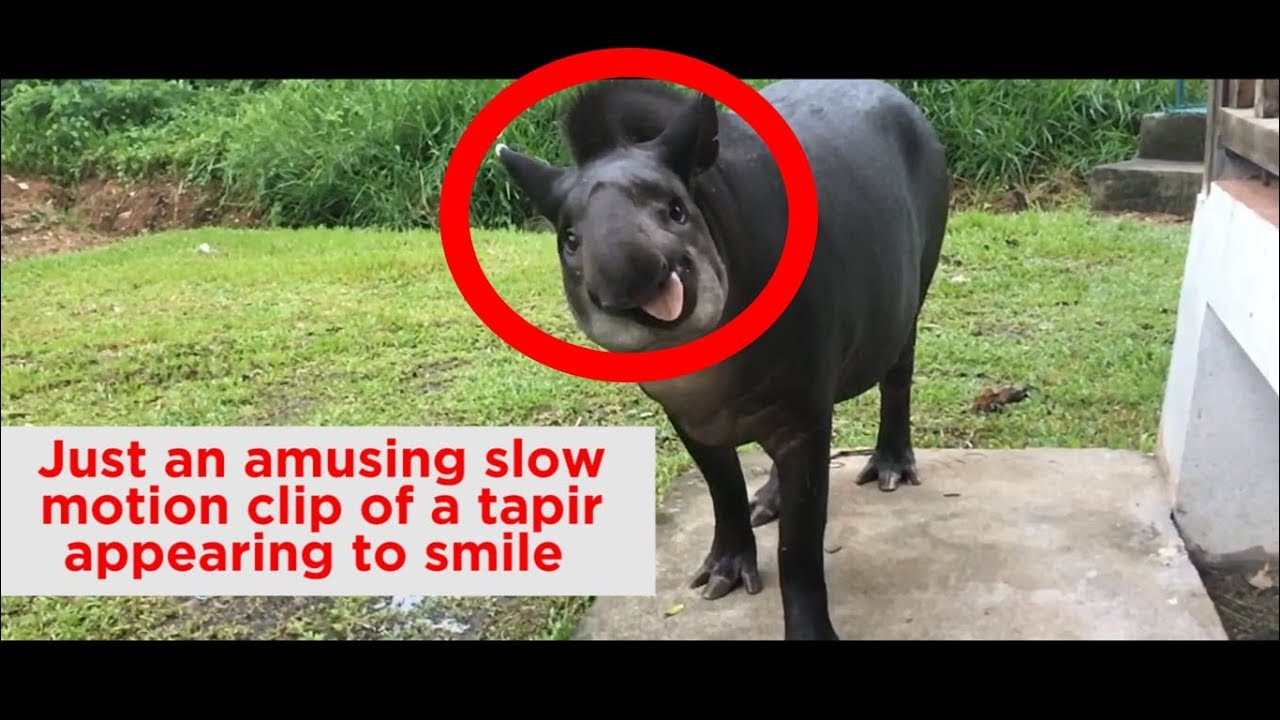 This tapir smiling in slow motion is hilarious 2017-2019 - YouTube