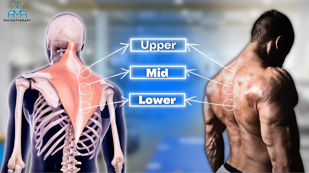 Complete Guide: Strengthening and Stretching Exercises For Traps! - YouTube