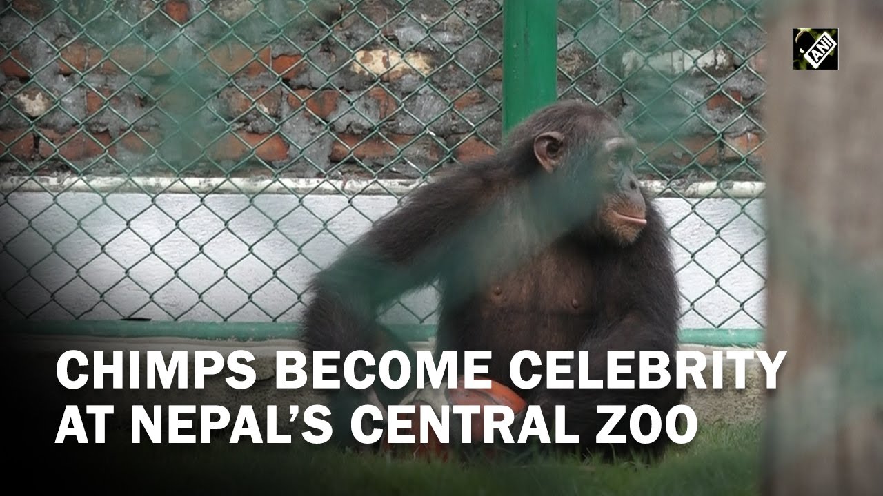 Chimps become celebrity at Nepal’s central zoo - YouTube