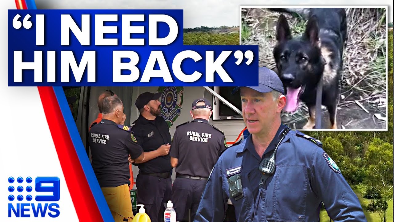 Search continues for missing police dog Quizz | 9 News Australia - YouTube