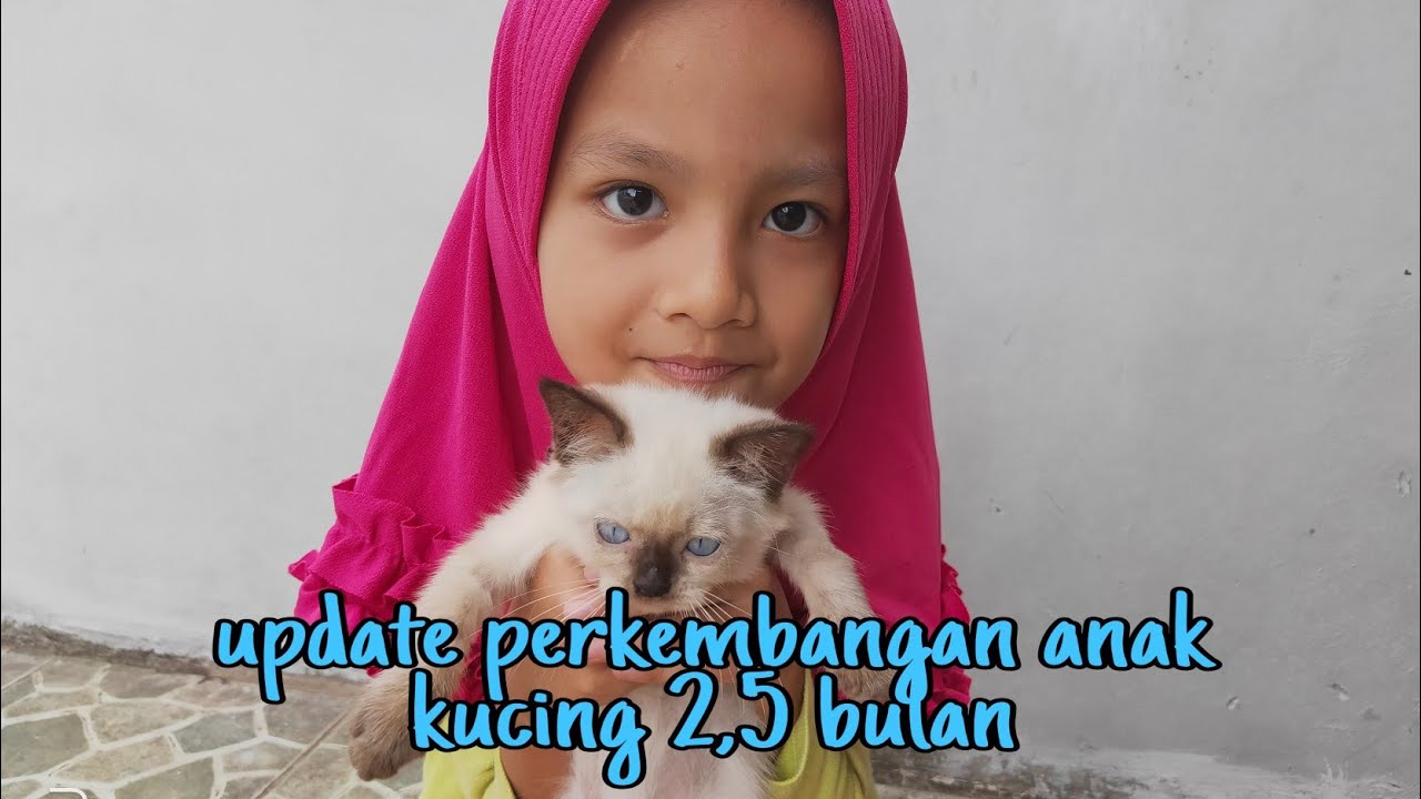 (UPDATE) Perkembangan anak kucing usia 2,5 bulan - YouTube