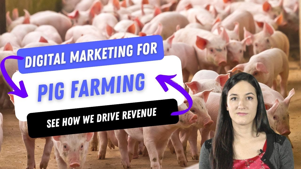 Digital Marketing For Pig Farming | AgFunnel - YouTube