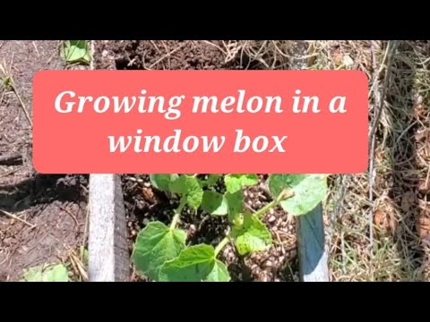 Growing Melons in a Window Box - YouTube