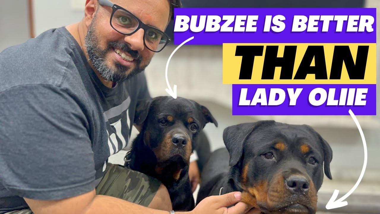 My Male Rottweiler Bubzee Is Better Trained Than Lady Ollie: IB71 Movie ...