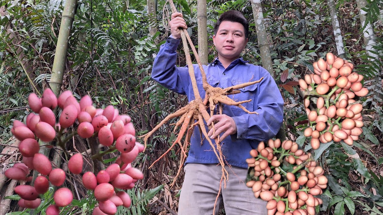 Go to the forest to find herbs, ginseng, chop bamboo, cook, and make ...