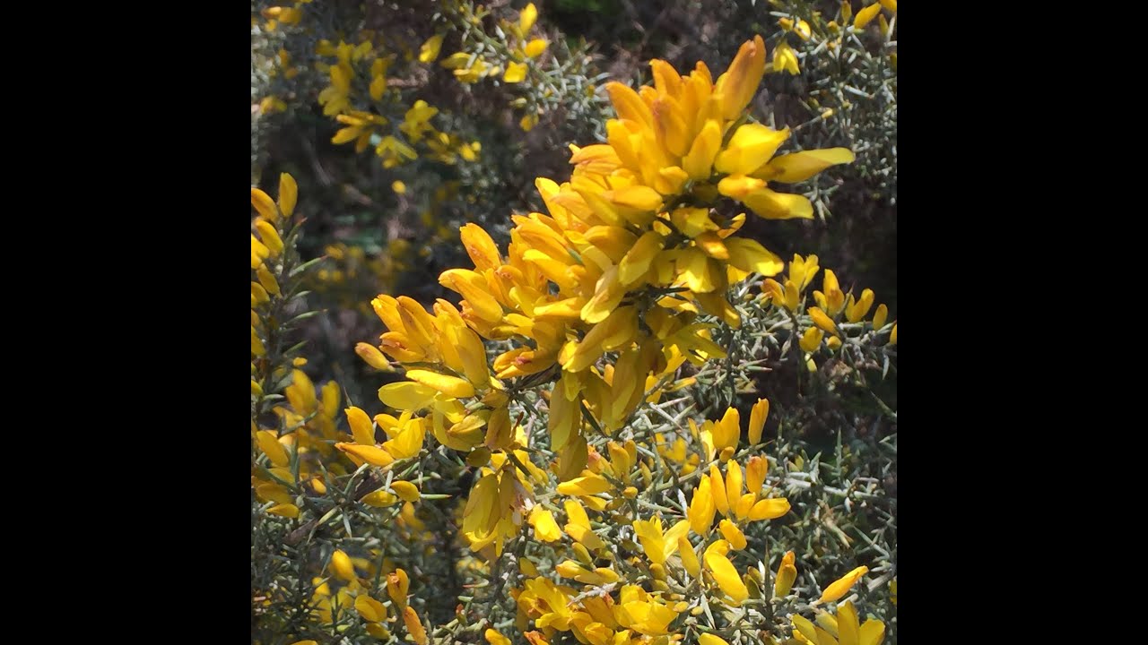 Ulex argenteus- Gorse - YouTube