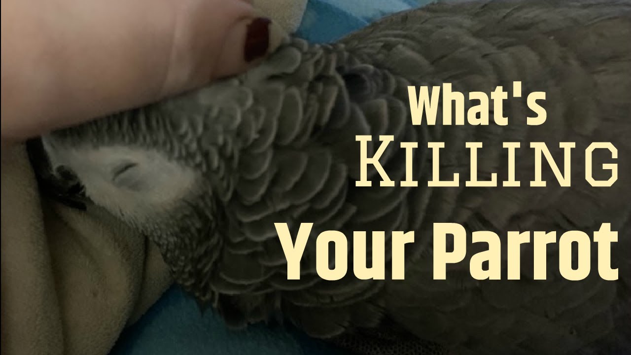 What's killing your Parrots? Things that are toxic to parrots!! (MUST ...