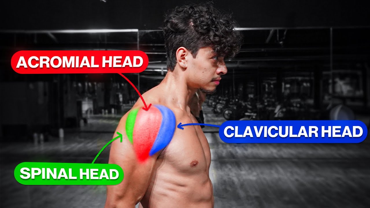 How To Build All 3 Heads Of The Shoulders 💪| Deltoid Anatomy - YouTube