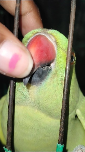 amar mithi koto misti #mithu#0k9 family#shortvideo - YouTube