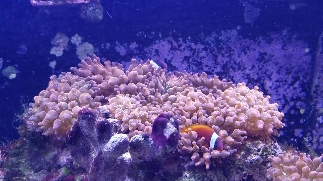 HAIR ALGAE Day 4 of Reef Flux treatment. - YouTube