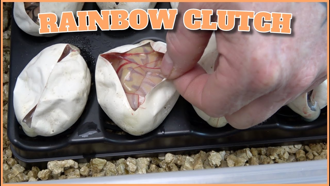 Rainbow Ball Python Egg Cutting! Split Pairing With Austin - YouTube
