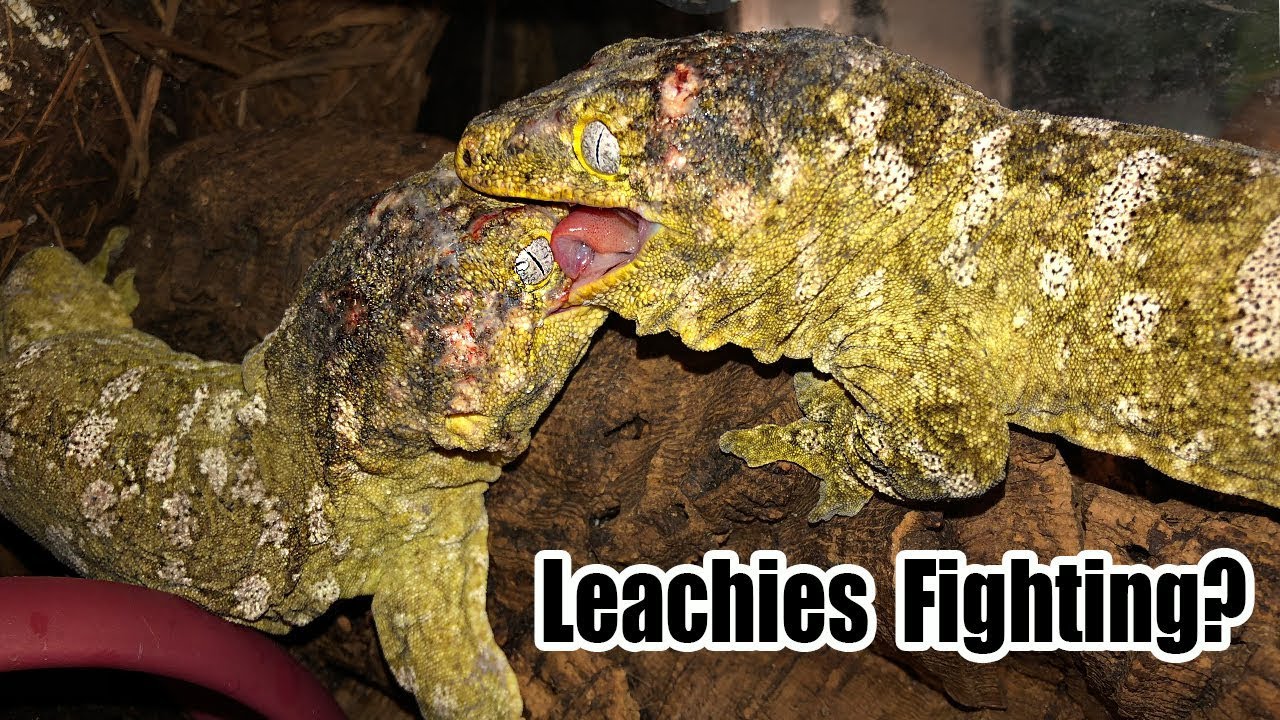 Giant Geckos Locking Jaws. Breeding Behavior or Fighting? - YouTube