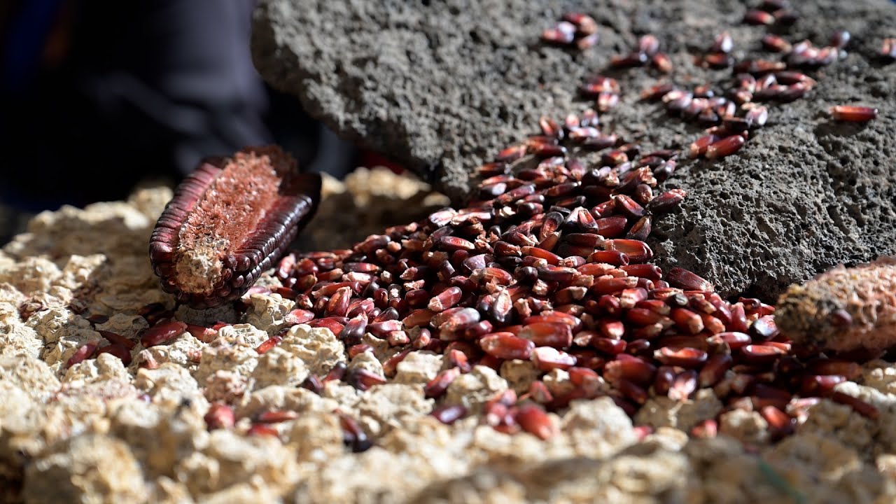 Preserving Mexico's ancient corn varieties in the face of climate ...