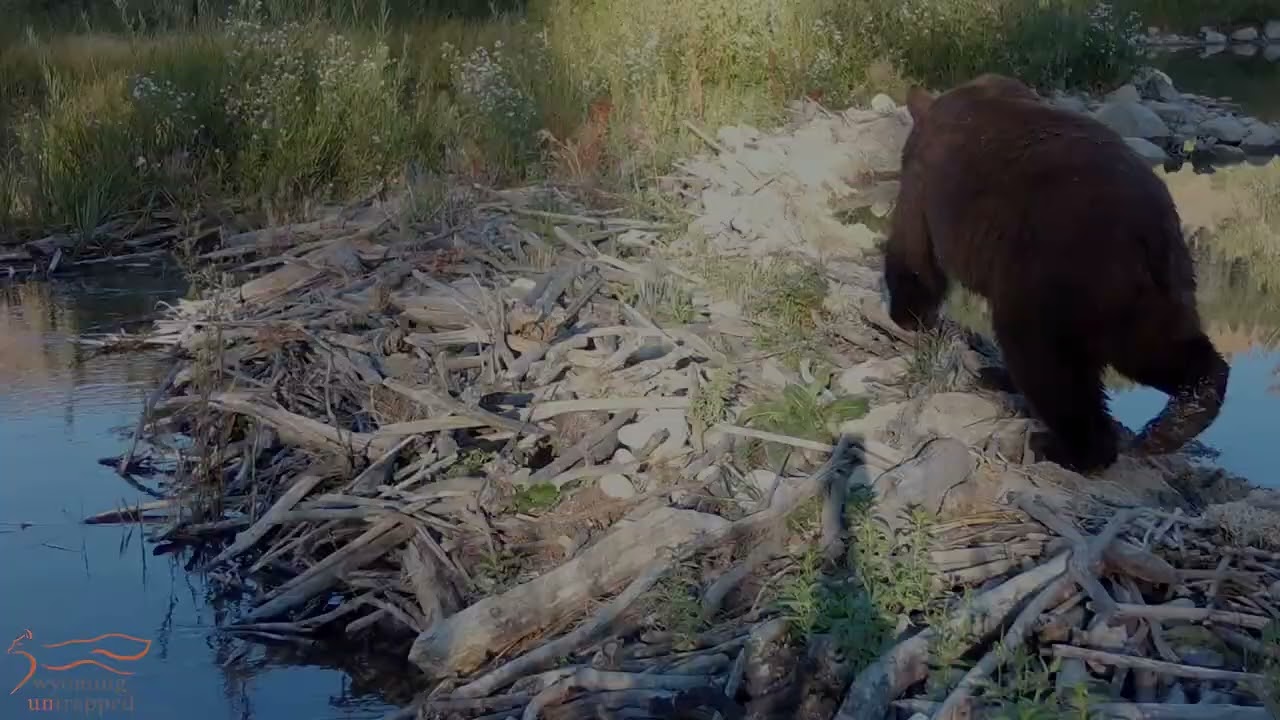 Dam Cam: Black Bear Explores Beaver Dam Complex - YouTube