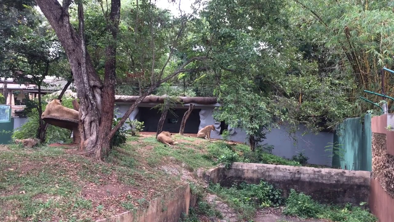 The Lions In Dehiwala Zoo - COLOMBO - YouTube