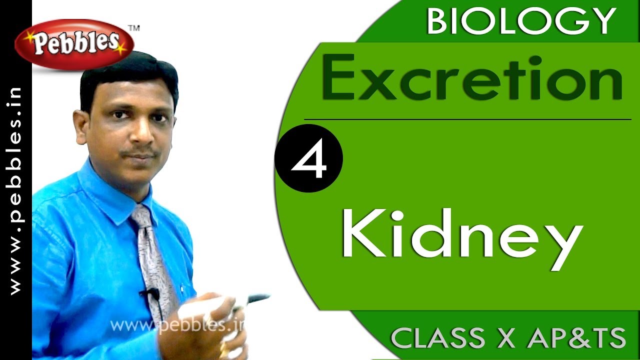 Kidney : Excretion | Biology | Science | Class 10 - YouTube