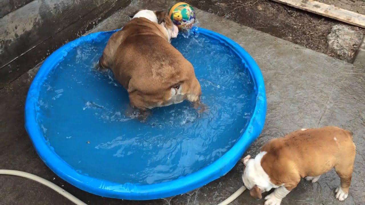 English Bulldogs playing in the Pool - YouTube