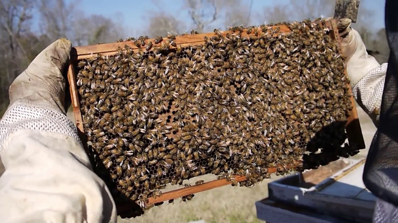 "Bee Enchanted, A behind the scenes look at bee keeping". - YouTube
