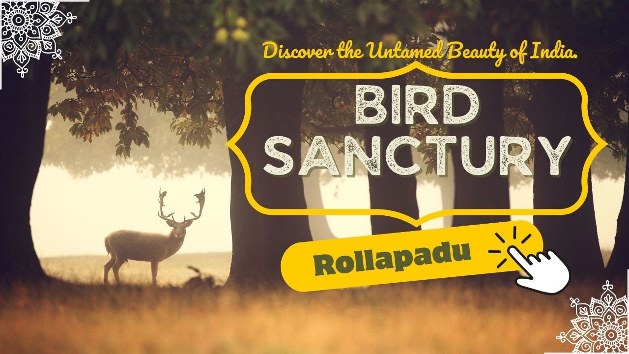 Rollapadu Bird Sanctuary Vlog | Rare Birds & Wildlife in Andhra Pradesh ...