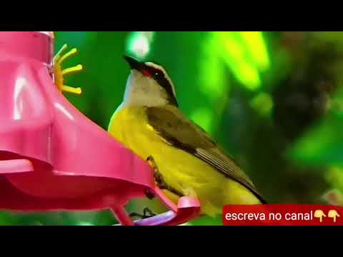 Este é o pássaro vim vim de coqueiro - YouTube