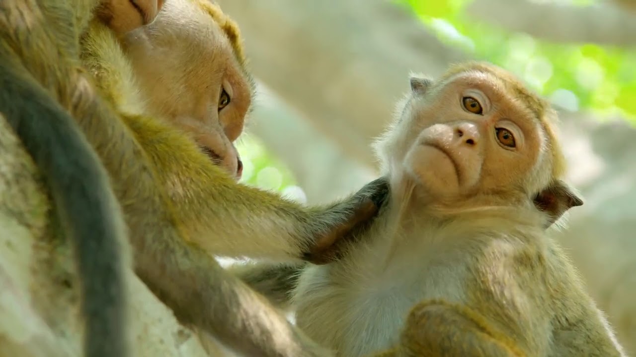 John Capener - A Life among Monkeys ( trailer ) - YouTube