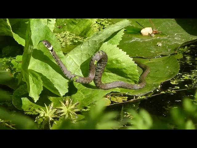 Snake Small Garden Pond