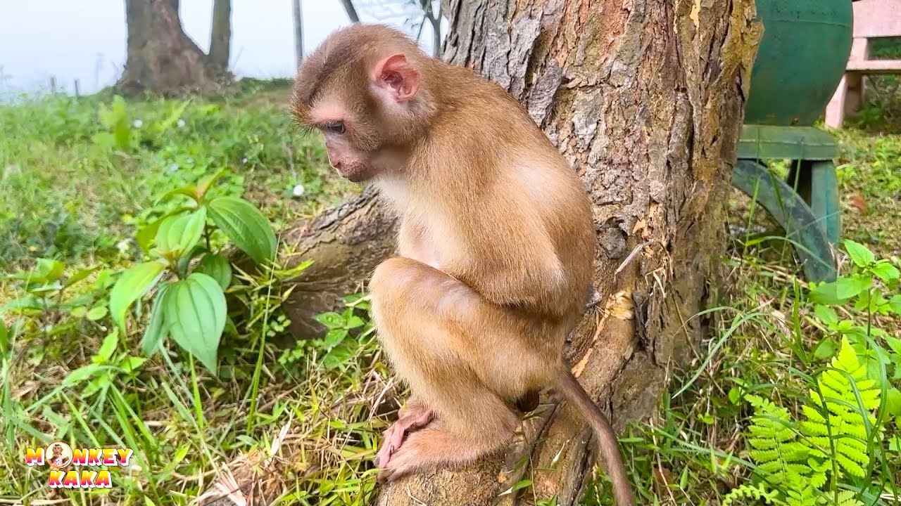 What is the mystery behind the disappearance of the Monkey Kaka? - YouTube