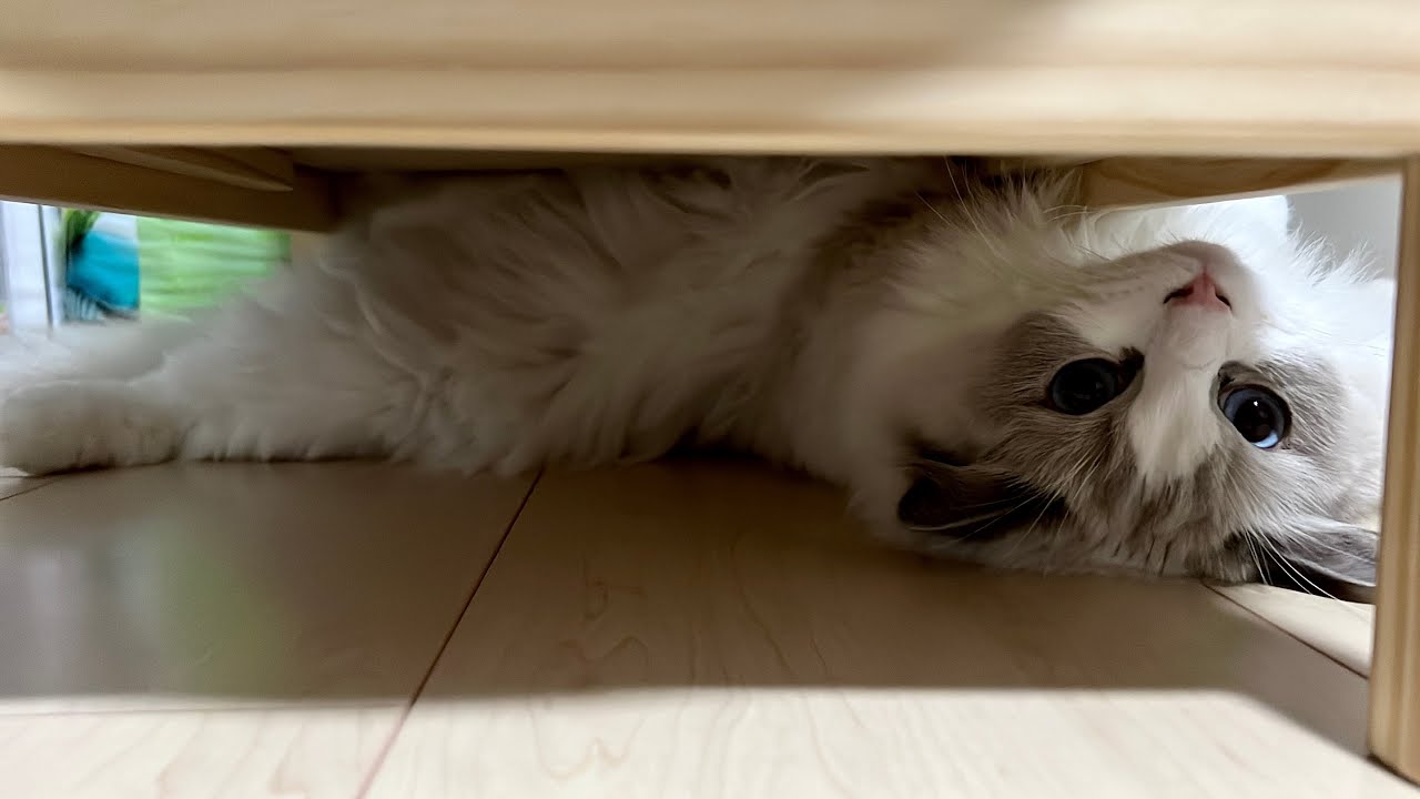 Nikko Cat under the bed cute scene | Cat Shorts - YouTube