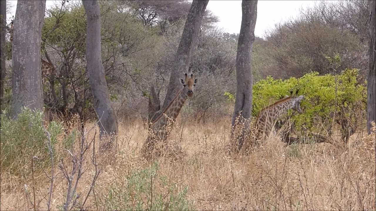Giraffe Standing Up - YouTube