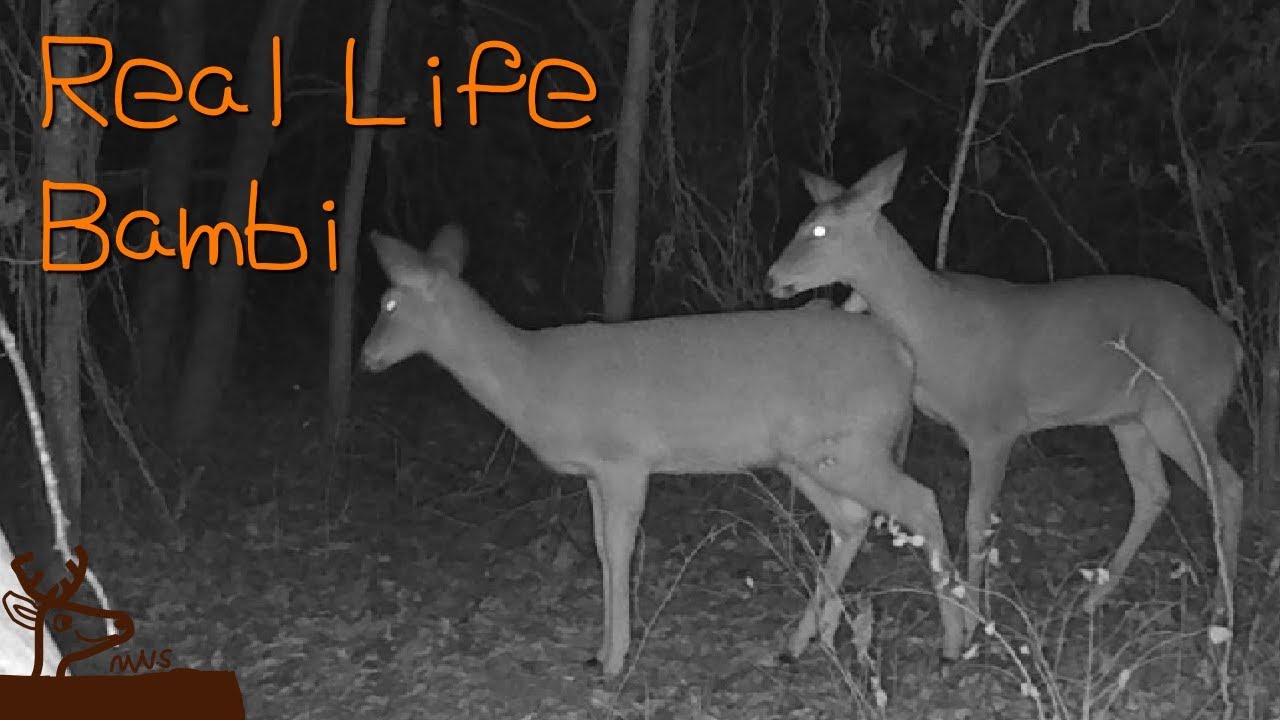 𐂂 Real Life Bambi #1376🦌 - YouTube