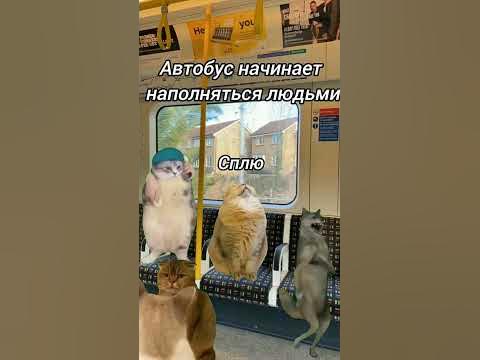 котик в автобусе #shorts #cat #котики #автобус #видеонемоë - YouTube