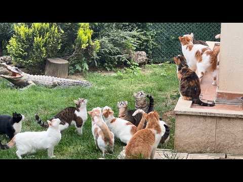 Cats Asking for Their Share Whenever They Smell Food!