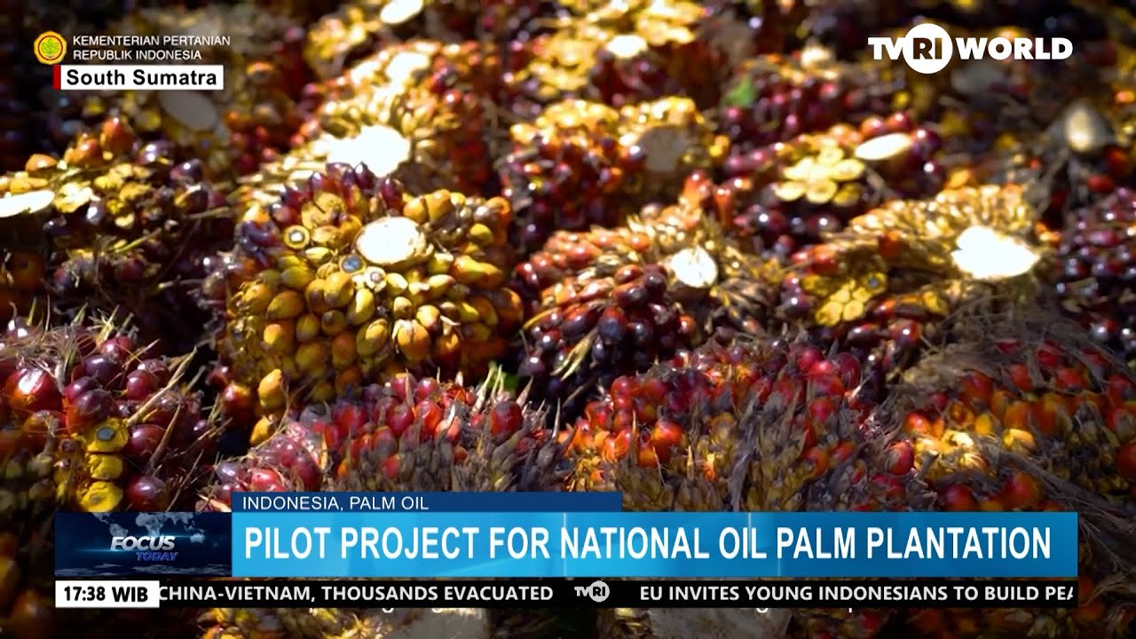 PILOT PROJECT FOR NATIONAL OIL PALM PLANTATION - YouTube