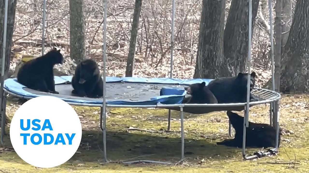 Group of bears in Connecticut wrestle, lounge and chew on trampoline ...