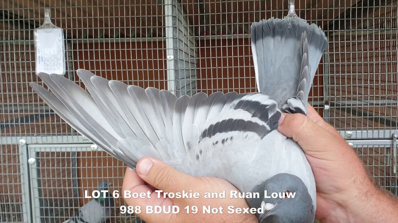 LOT 6 Boet Troskie and Ruan Louw ZA BDUD 988 19 Not Sexed - YouTube