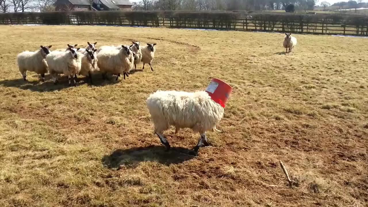 THE BEST SHEEP WITH A BUCKET ON ITS HEAD VIDEO - YouTube