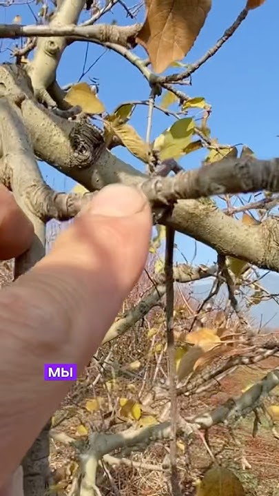 ЗДЕСЬ БУДУТ САМЫЕ ЛУЧШИЕ ЯБЛОКИ НА ДЕРЕВЕ Youtube