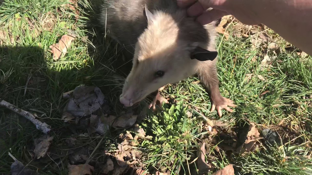 Petting my new possum friend Eddie - YouTube