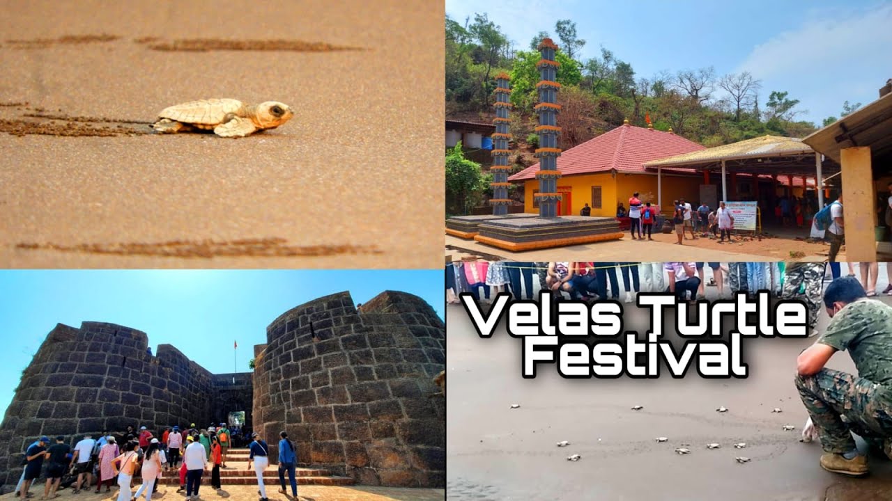 Velas Turtle Festival | Bankot Fort | Harihareshwar Temple | Kokan ...